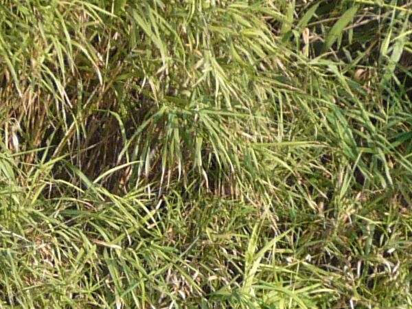 tall grass texture 0026 - Texturelib